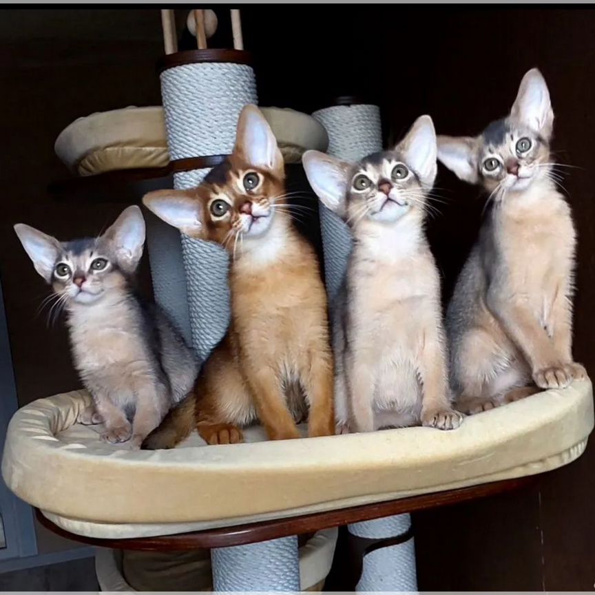 Абиссинский котёнок
