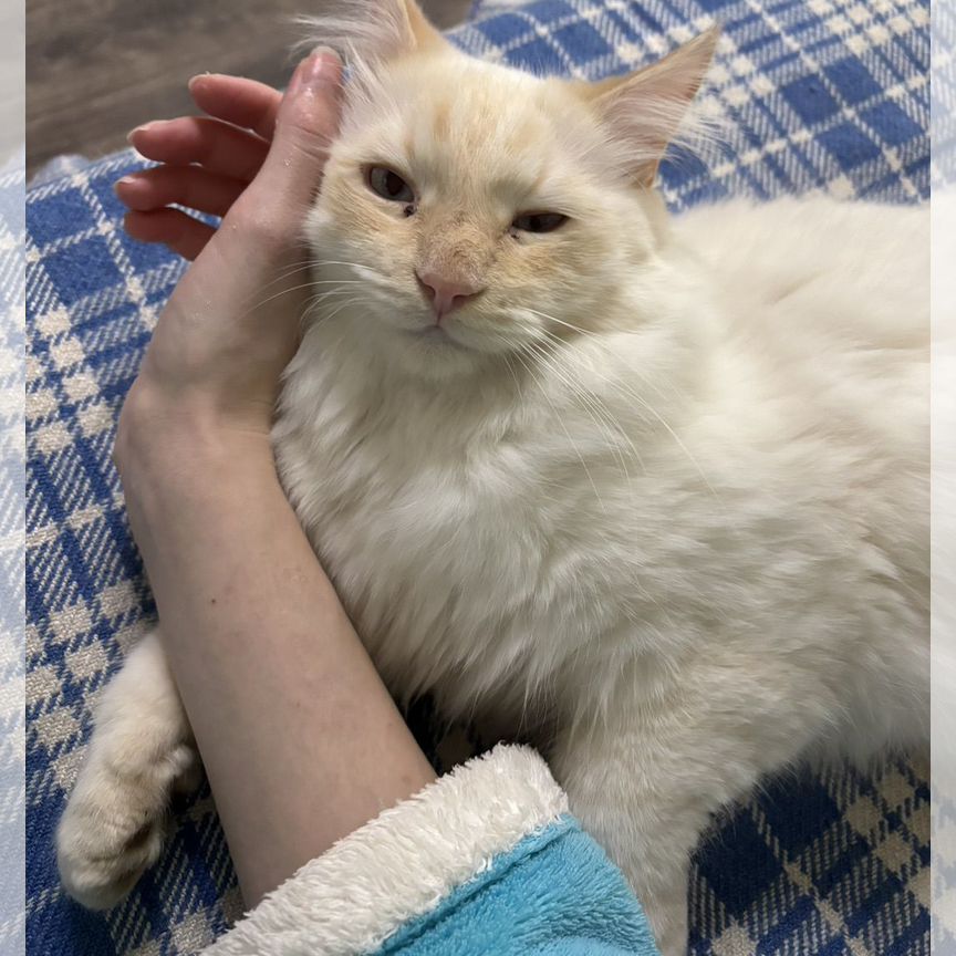 Отдам в добрые руки котика