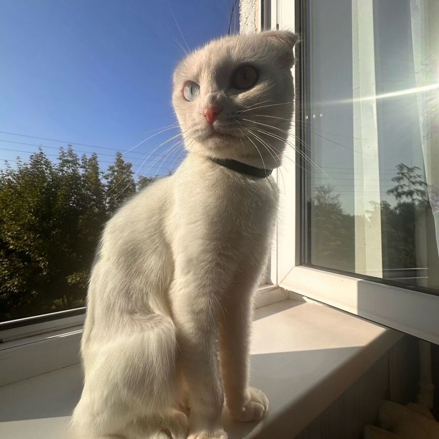 Кошечка в добрые руки