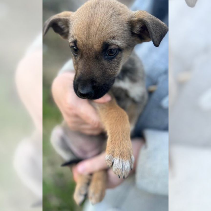 Щенок в добрые руки