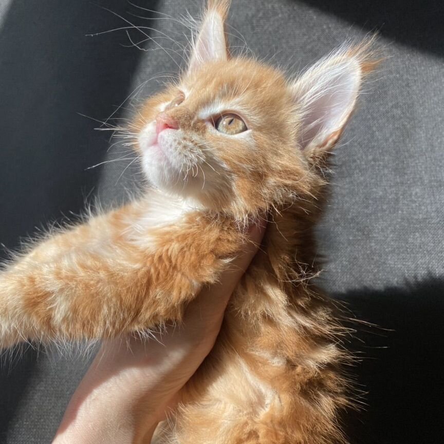 Мейн-кун красный котята