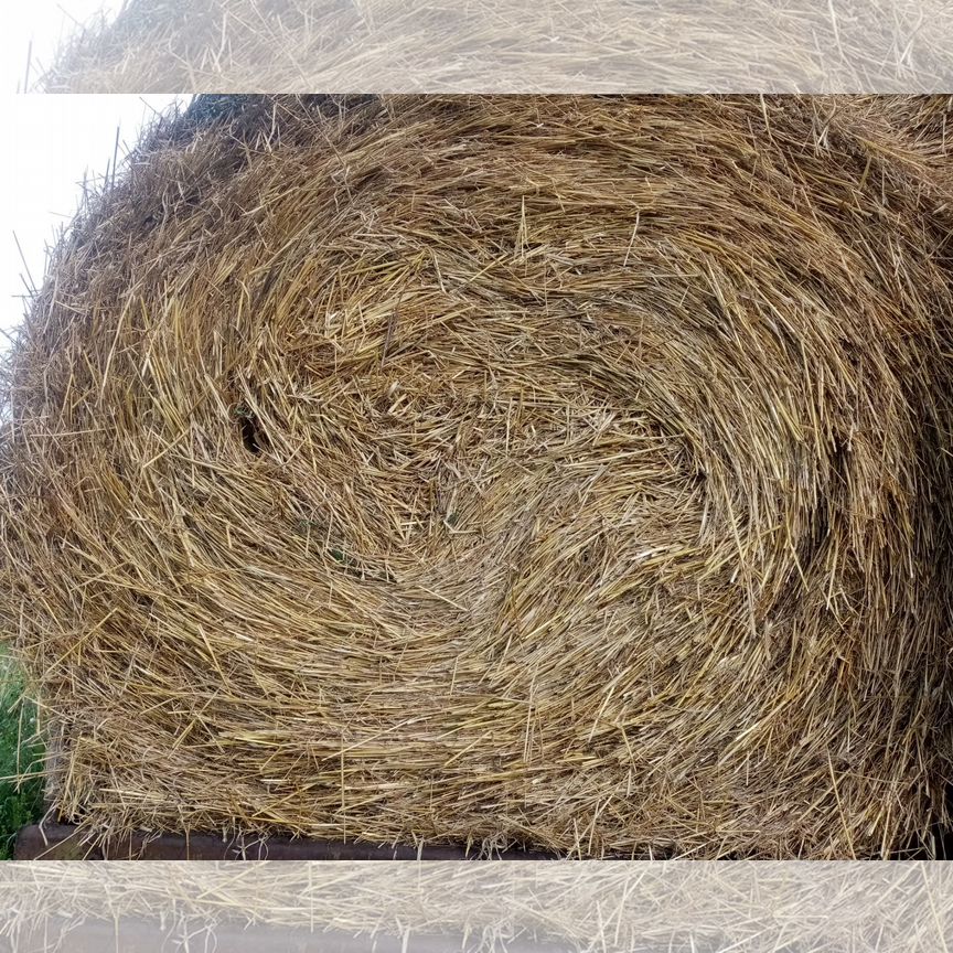 Солома овсянная. Пшеничная. Ячменная