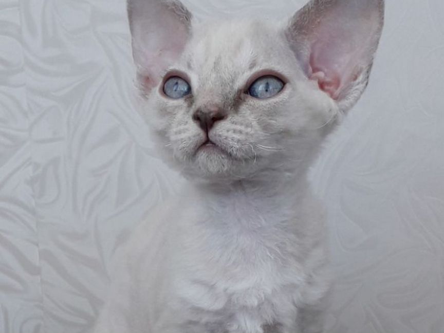 Котята девон-рекс