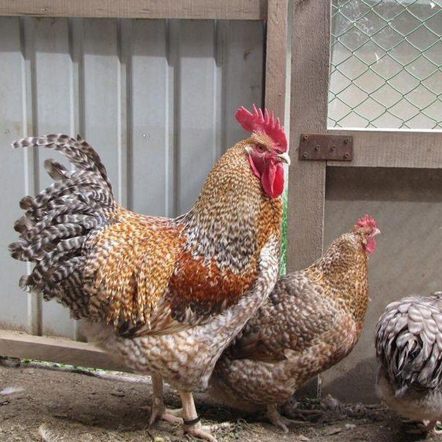 Петух белефельдер