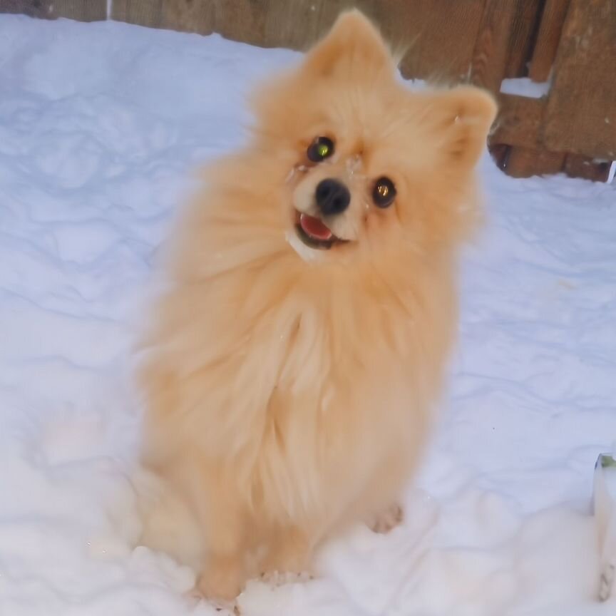 Померанский шпиц, взрослая собака