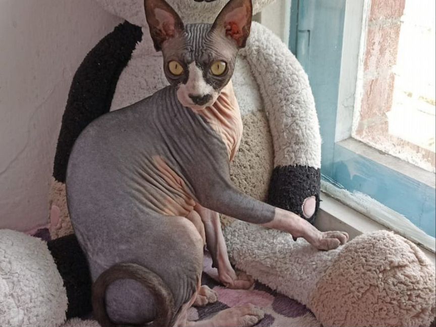 Кошечка сфинкс(канадка)