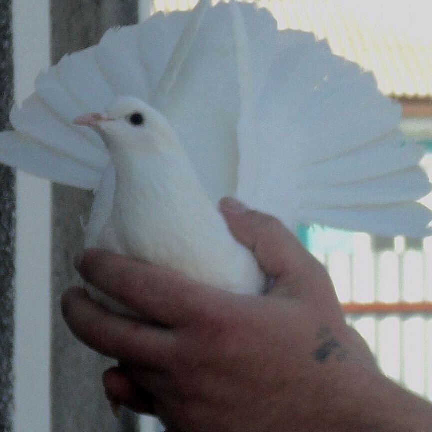 Николаевские голуби