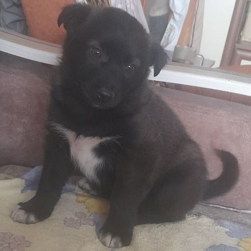 Щенок в добрые руки