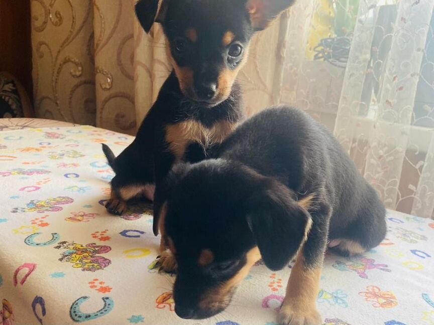 Мини той-терьер