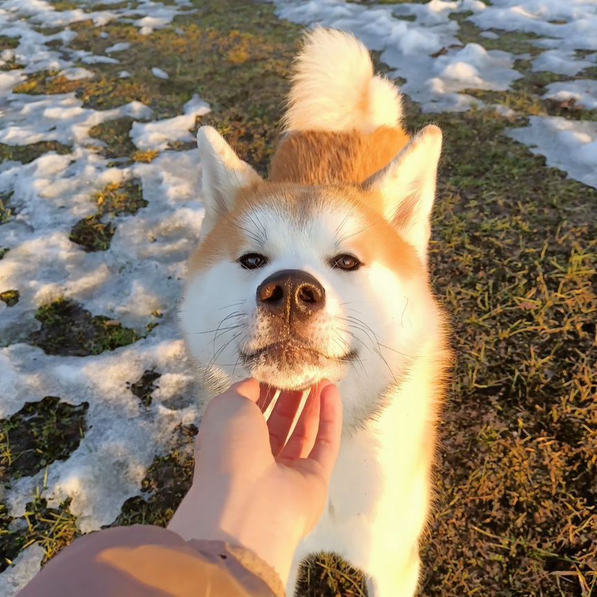 Вязка кобель акита ину