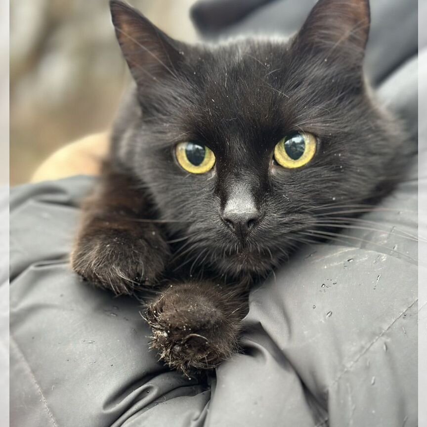 Котенок девочка в добрые руки