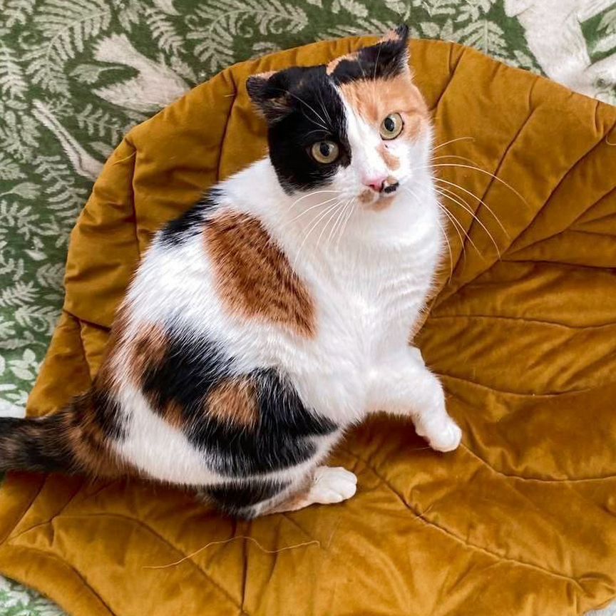 Пристраивается кошечка полубританка