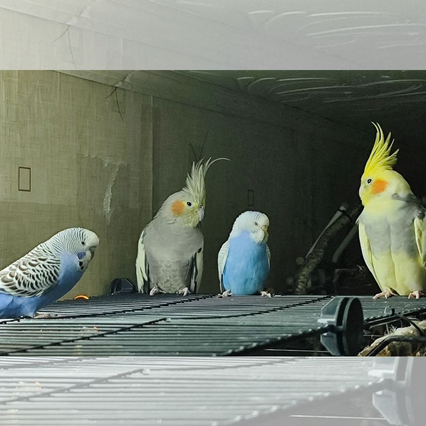 Корелла пара