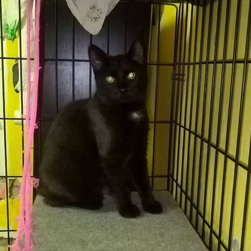 Кошечка Блэки 1 год