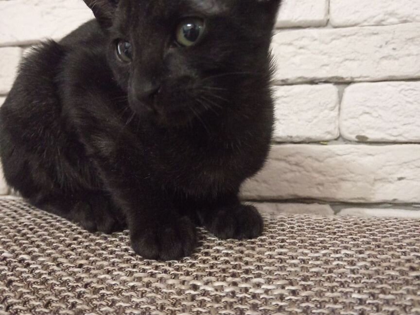 Ориентальная