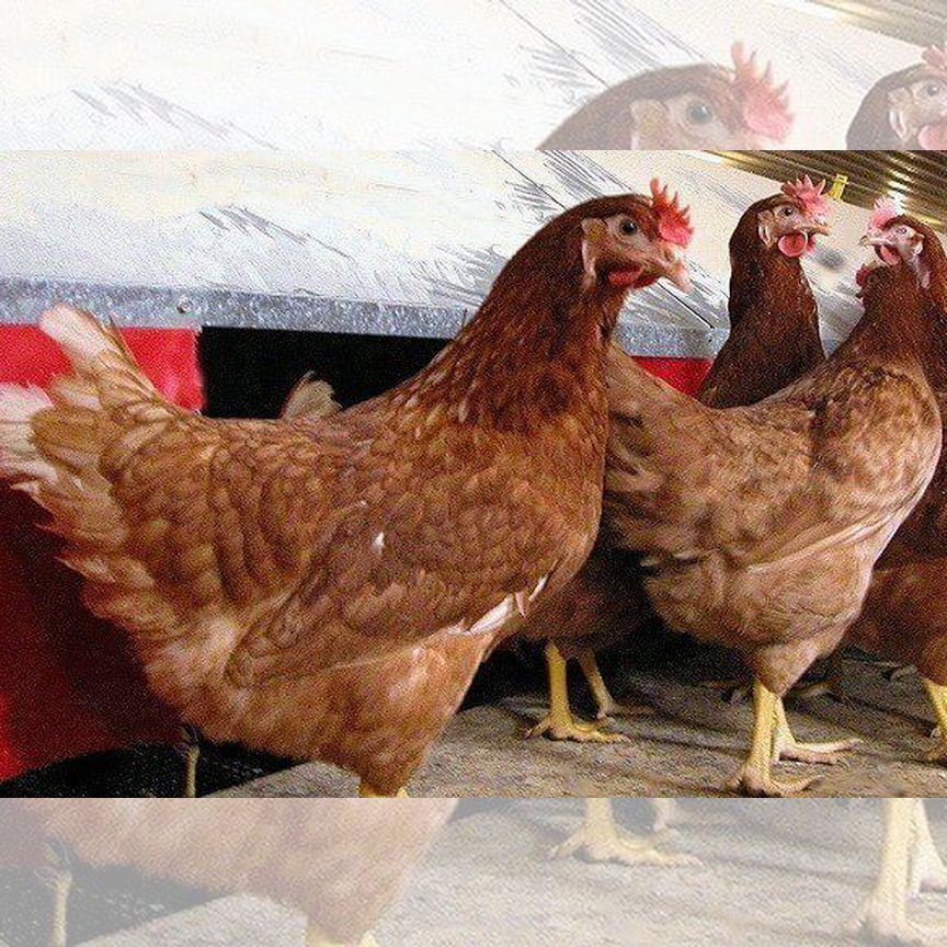 Куры несушки