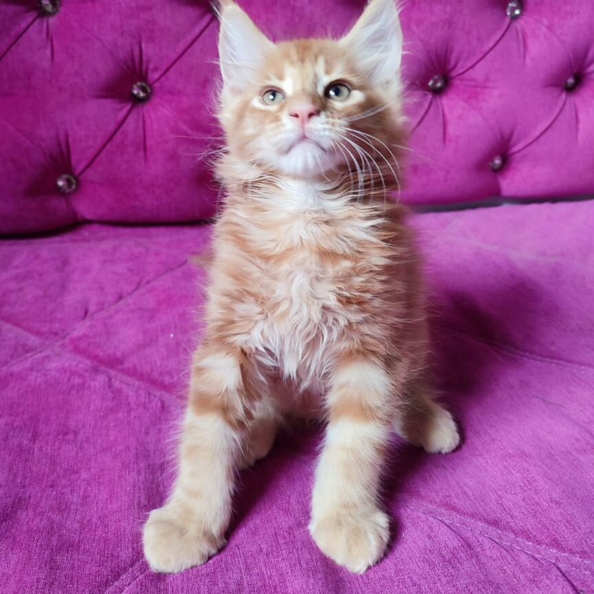 Котёнок мейн-кун мальчик