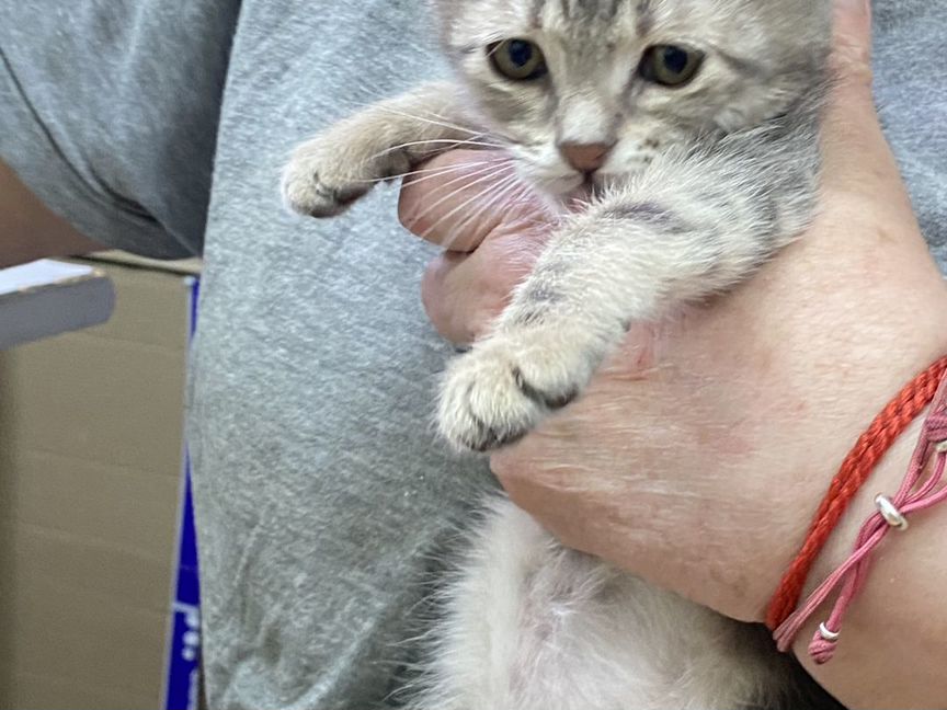 Котёнок мечтает о доме