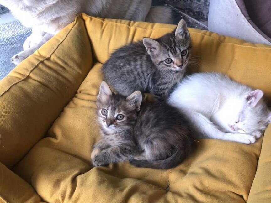 Котята в добрые руки
