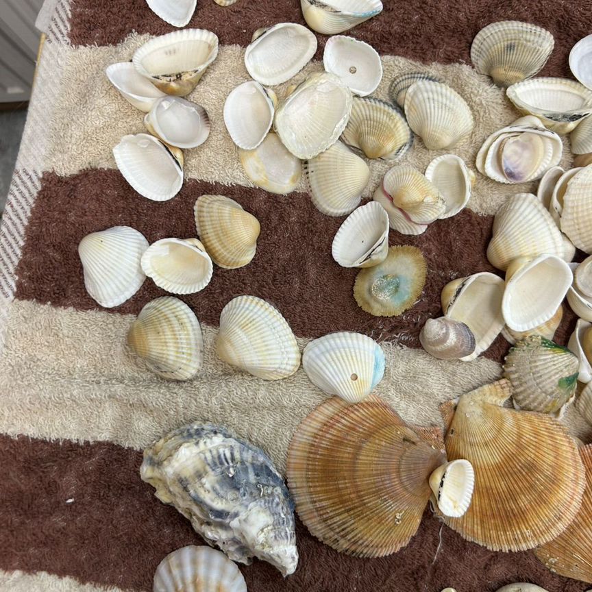 Улитка ракушки раковины рапаны