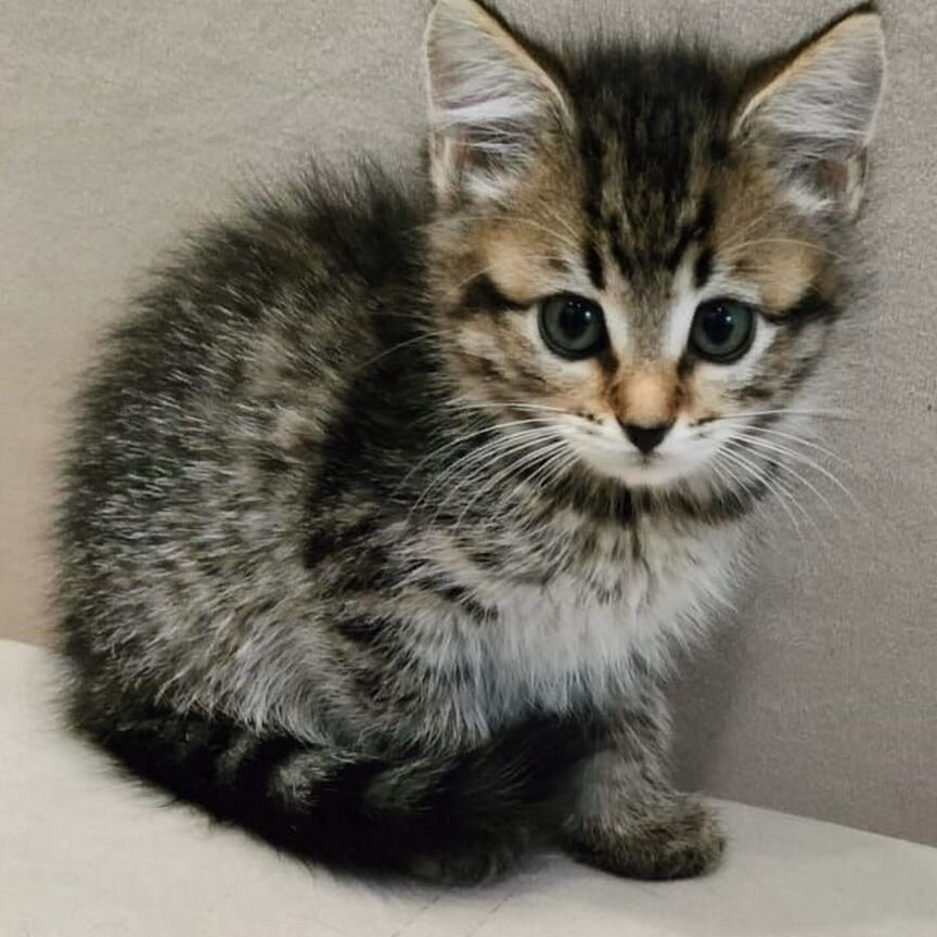 Котята мальчики и девочки, 1,5 месяца
