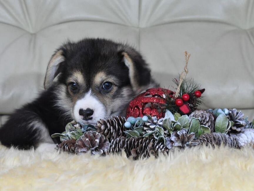 Вельш-корги пемброк