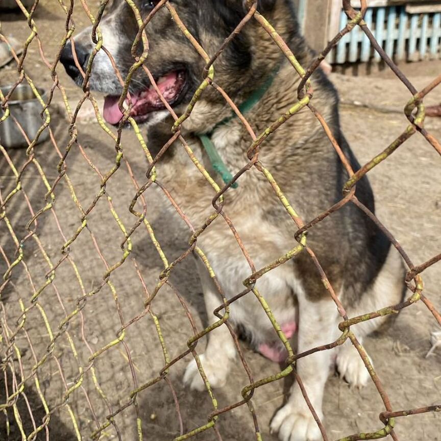 Продаются щенки Кавказкая овчарка