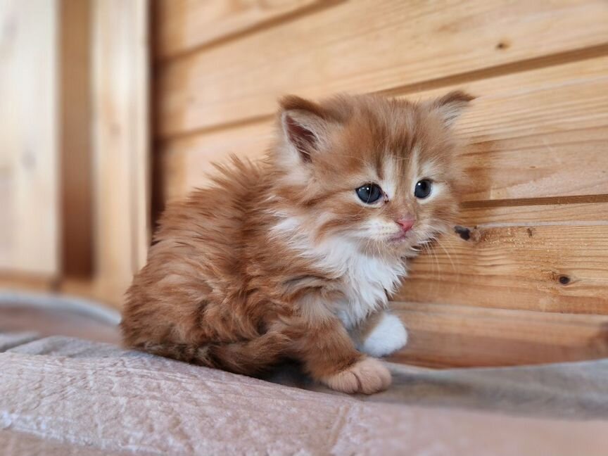 Кошка