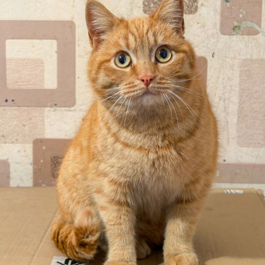 Отдам бесплатно котика