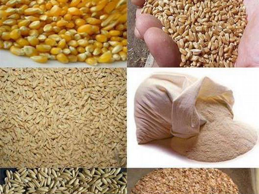 Кукуруза пшеница ячмень, ракушка,дробленка,гречка