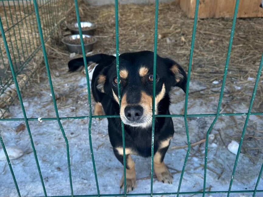 Такса потеряшка в отлове. Кобель. Ищем дом