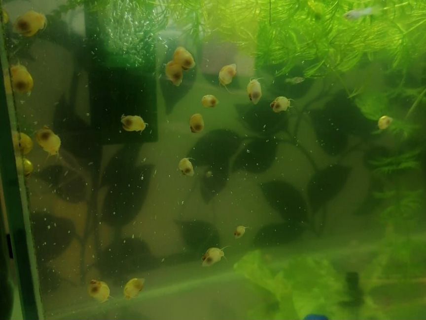 Улитки ампулярии