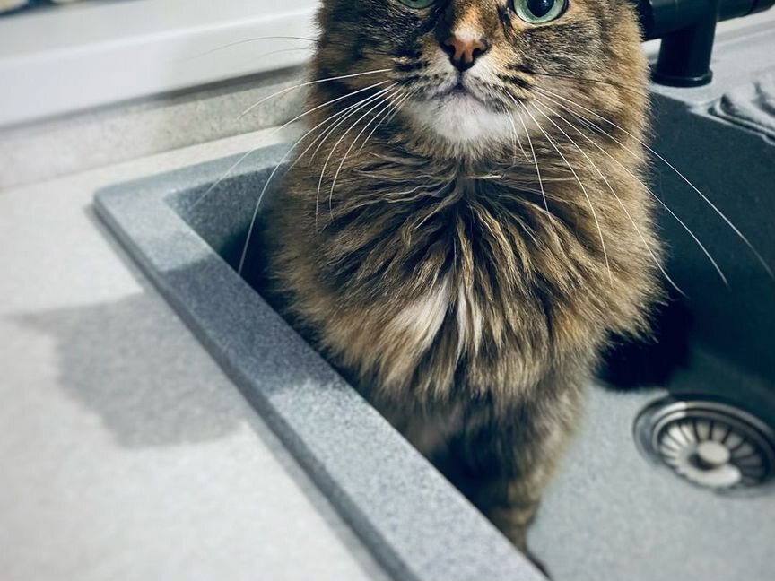 Кошка в дар бесплатно