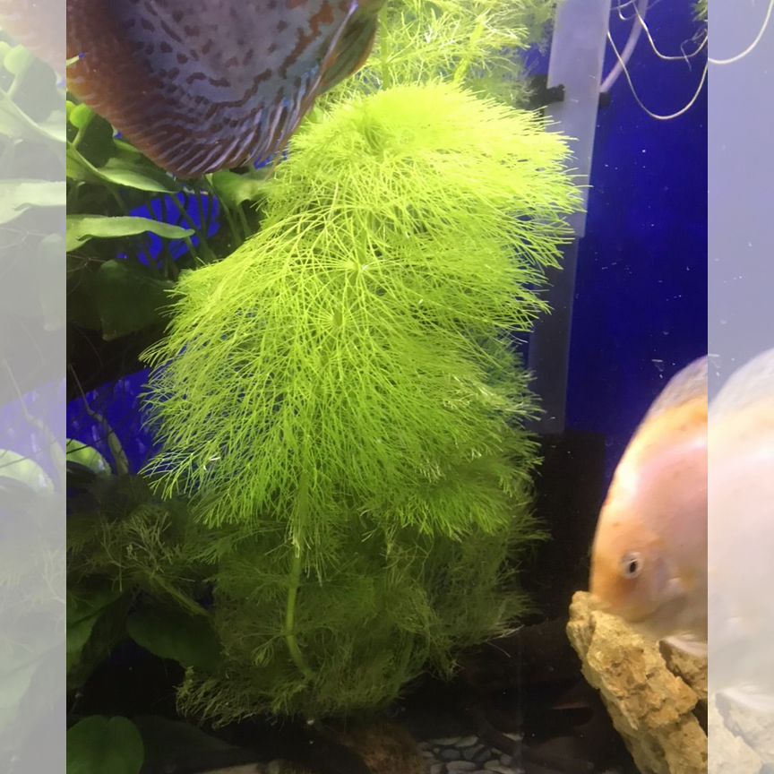 Кабомба каролинская