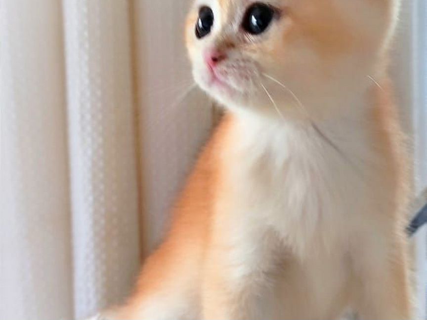 Кошка Бусинка золотая шиншилла