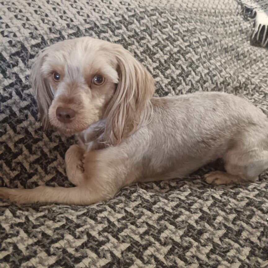 Собака в добрые руки