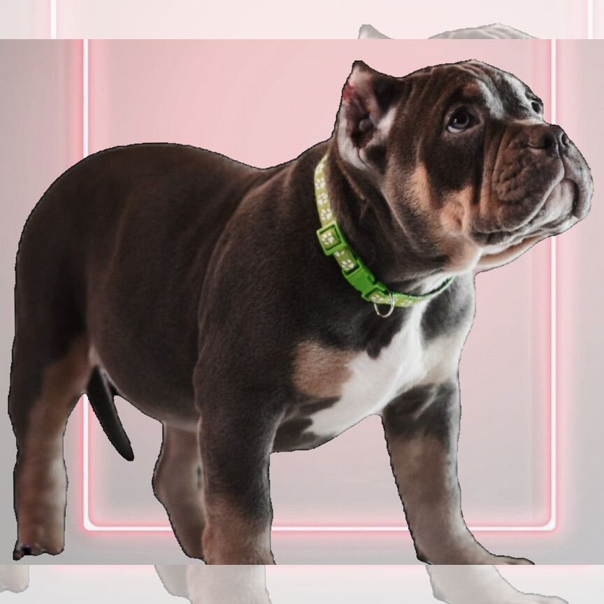 Американский булли, щенок