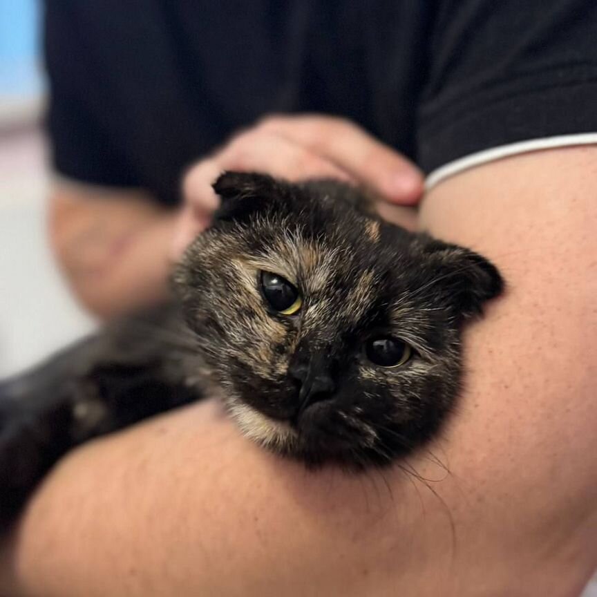 Красивая вислоушка (из приюта)