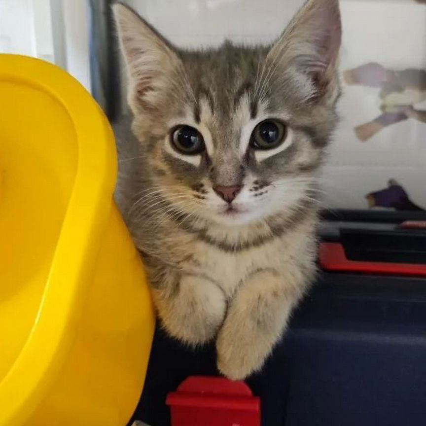 Котёнок в добрые руки