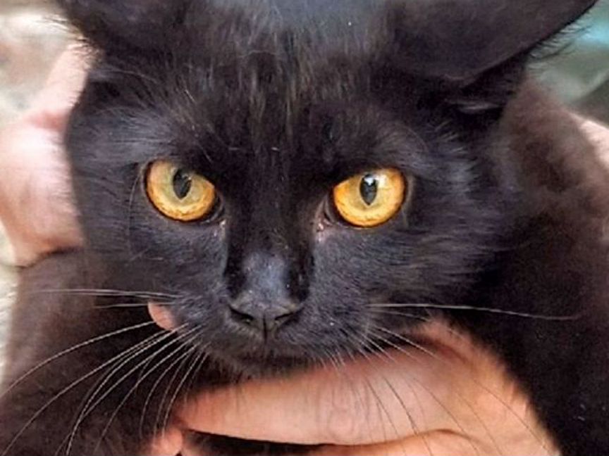 Ласковая киса с белым пузиком, стерилизована