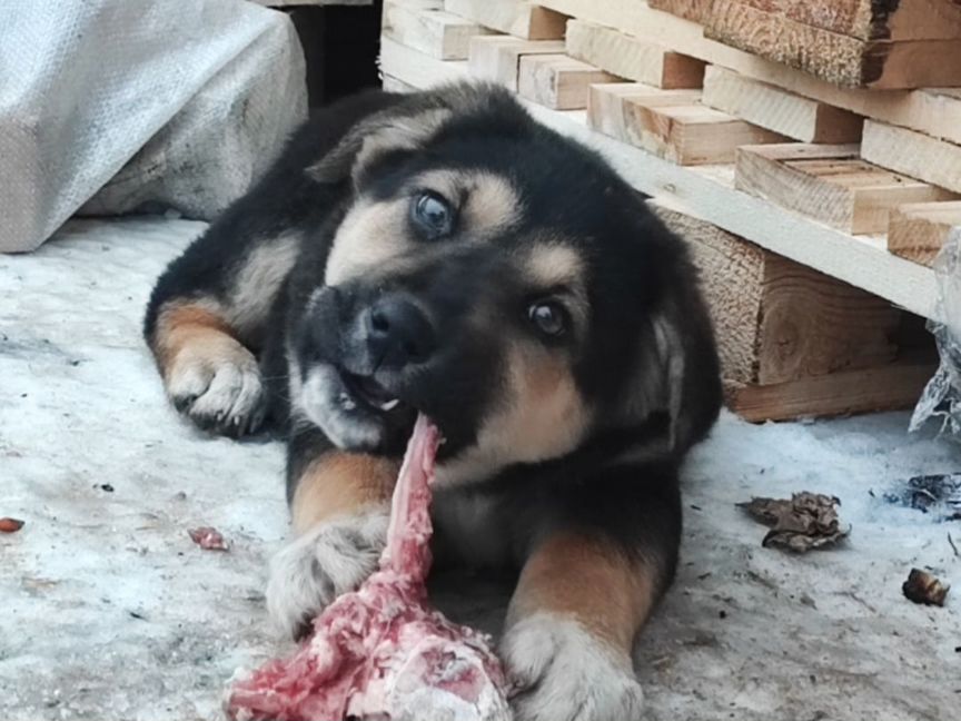 Собака в добрые руки щенок