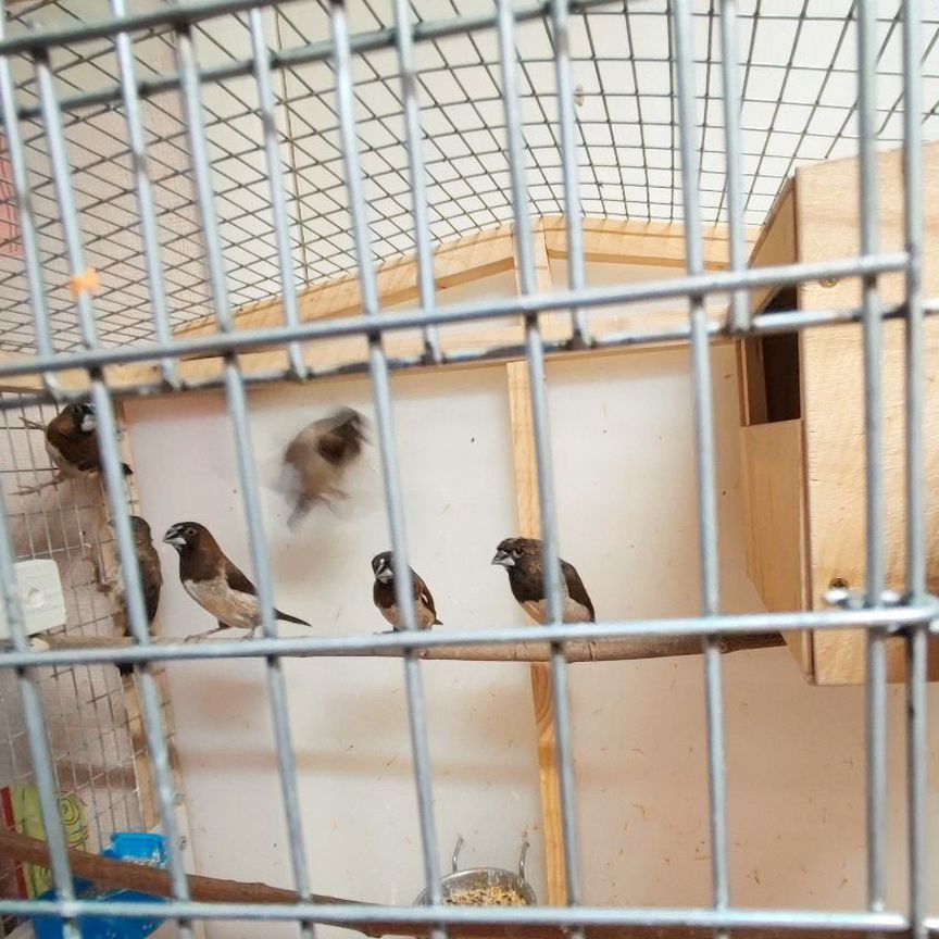 Амадины японцы