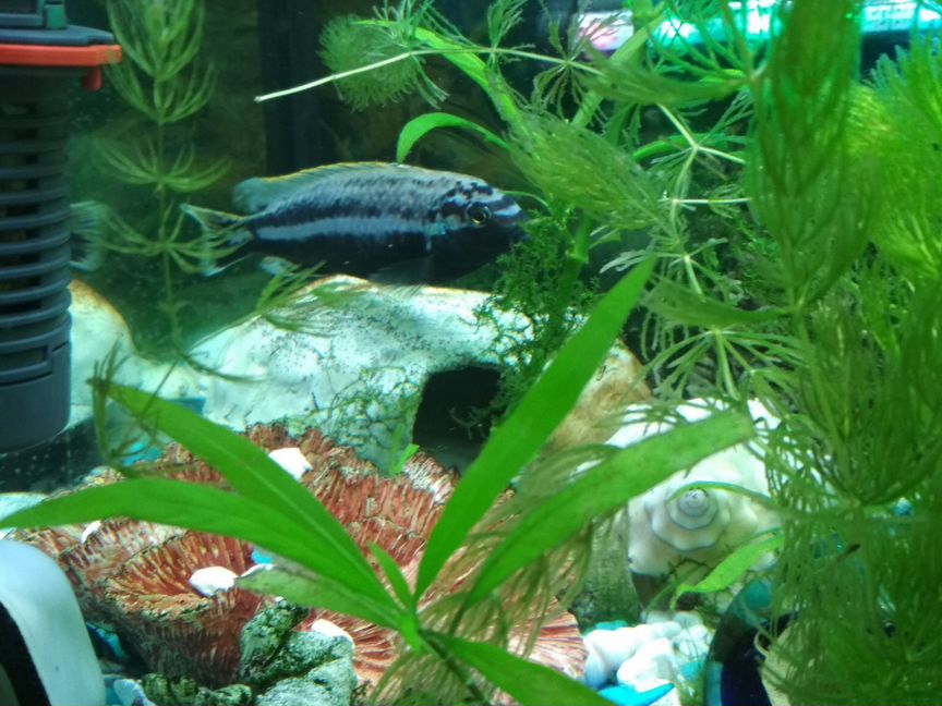 Аквариумные рыбки