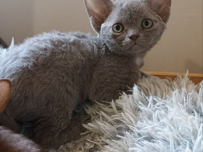 Котята девон-рекс