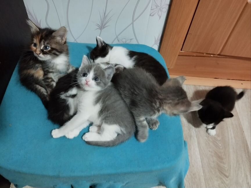 Кошки в добрые руки бесплатно