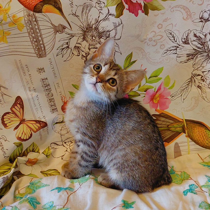 Котенок девочка Василиса