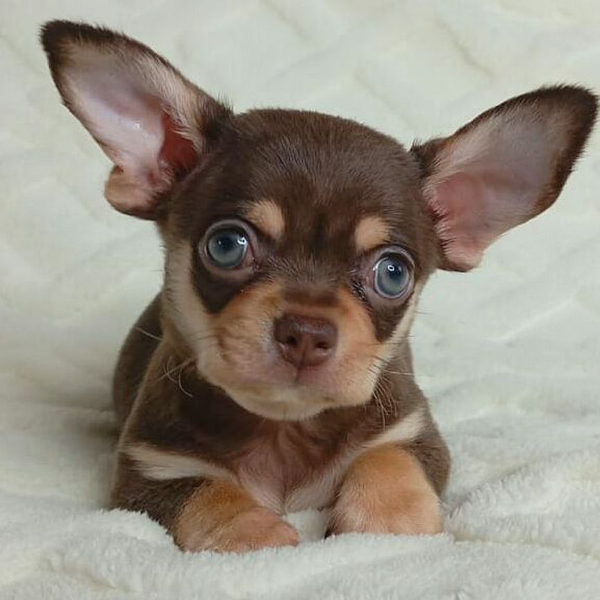 Мальчик чихуахуа