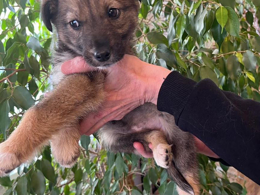 Собака милаха