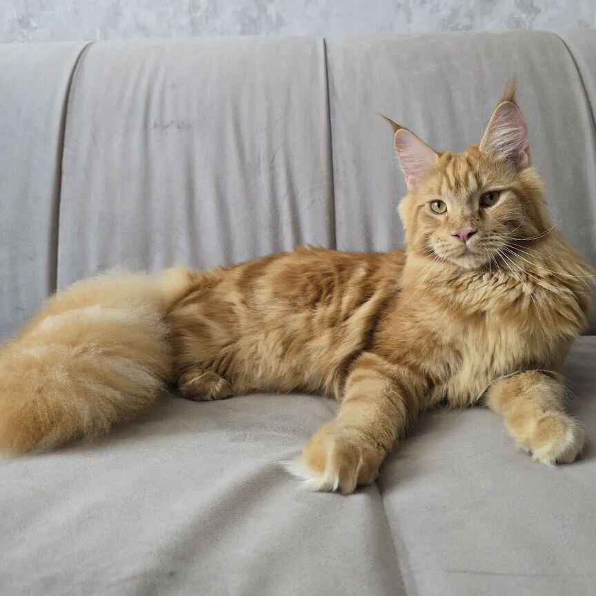 Мейн-кун, взрослый кот