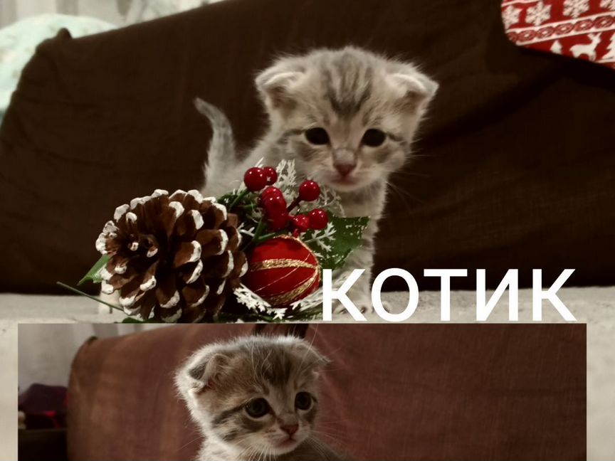 Шотландская вислоухая